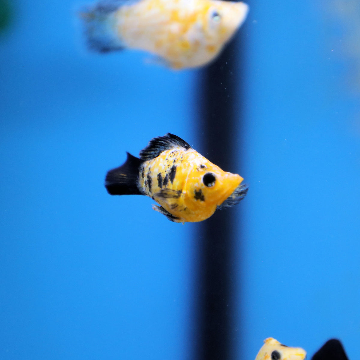 Molly – Pet Paradise - Harvard