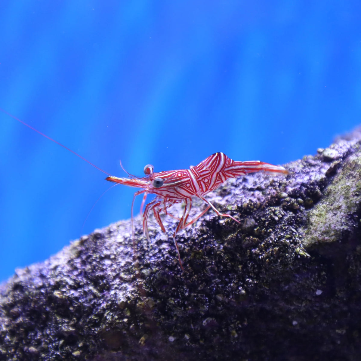 Shrimp – Pet Paradise - Harvard
