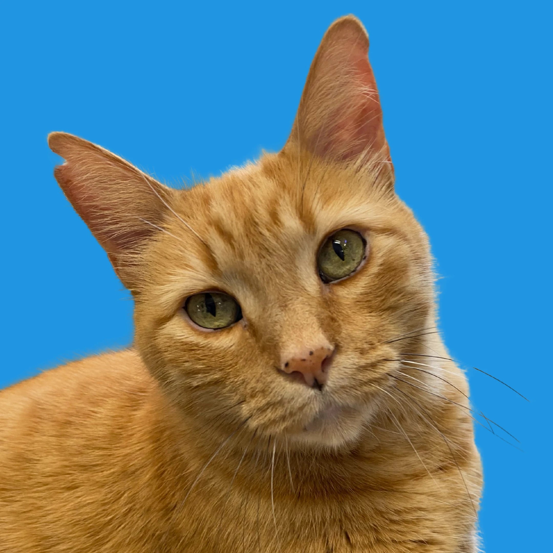 Cat – Pet Paradise - Harvard