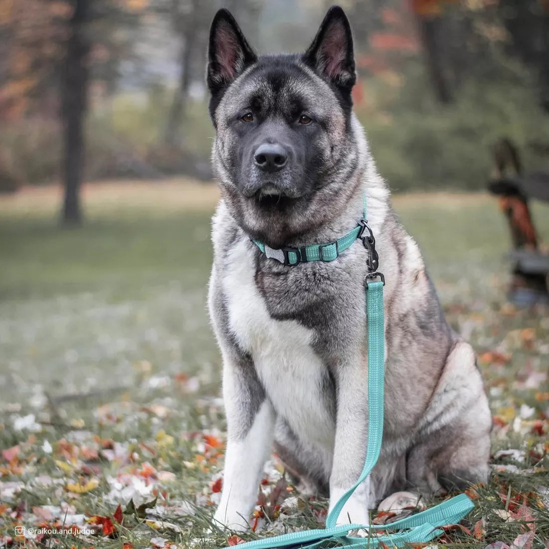 Coastal K9 Explorer Brights Reflective Adjustable Dog Collar Ocean