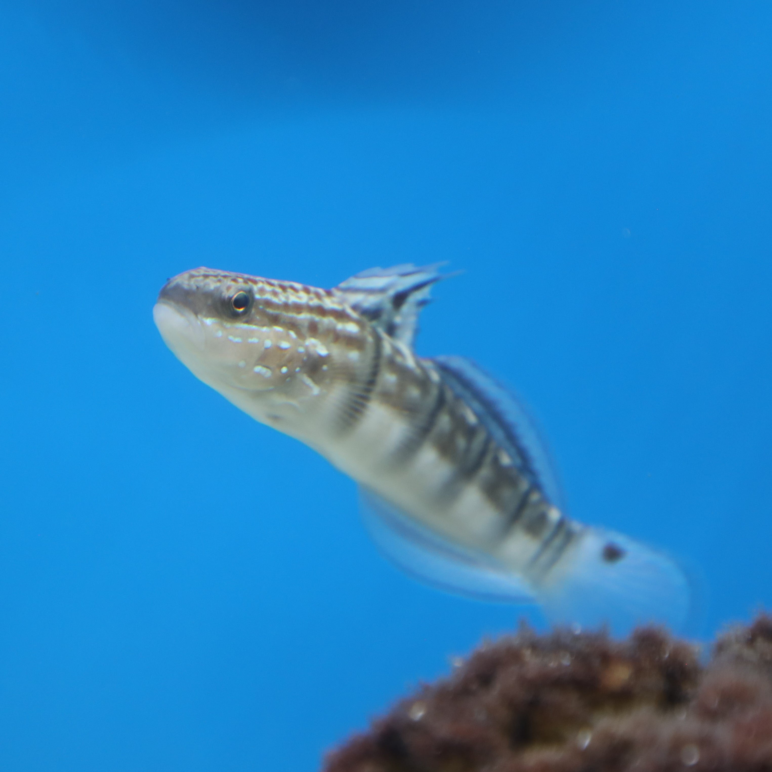 Bullet Goby – Pet Paradise - Harvard