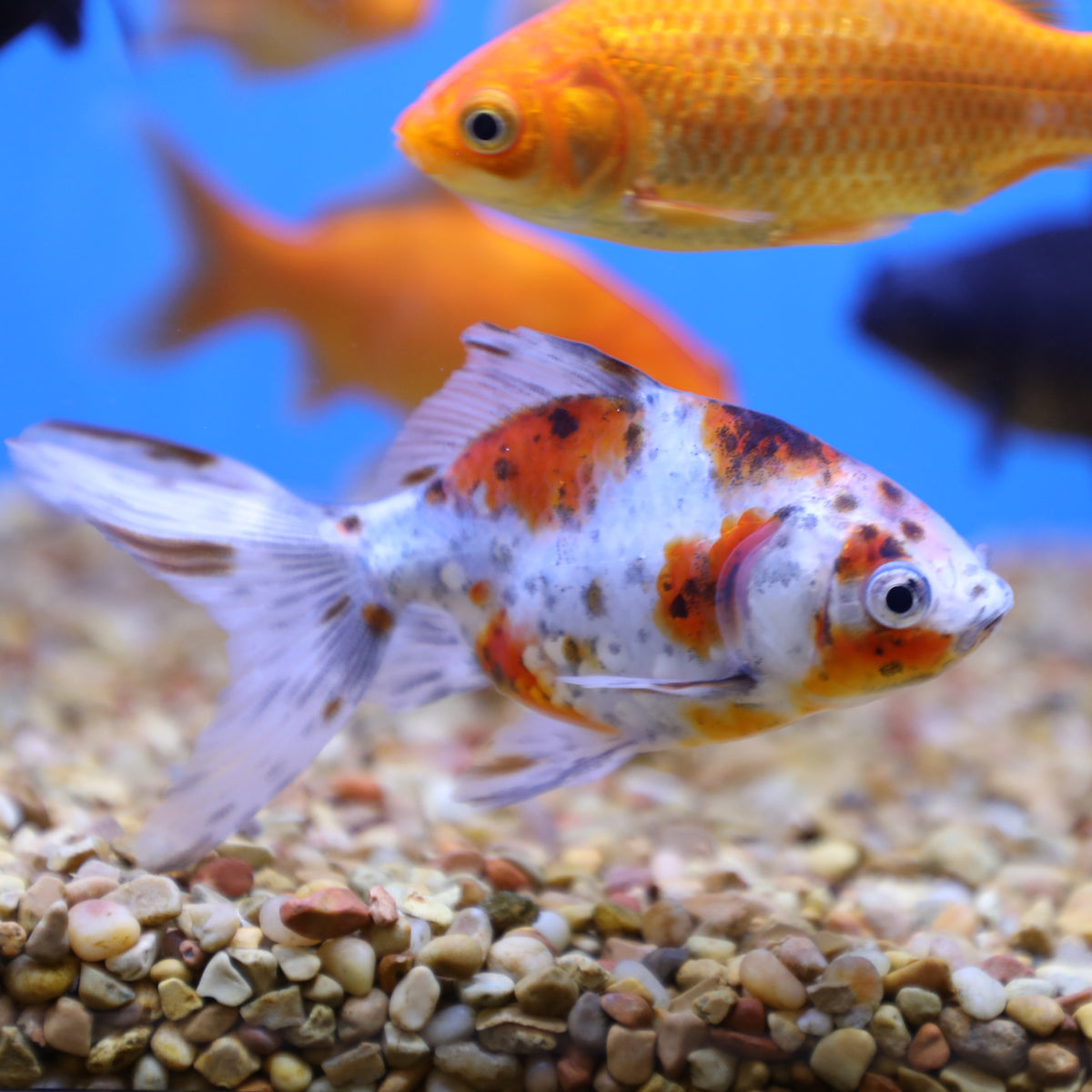 Calico Fantail – Pet Paradise - Harvard