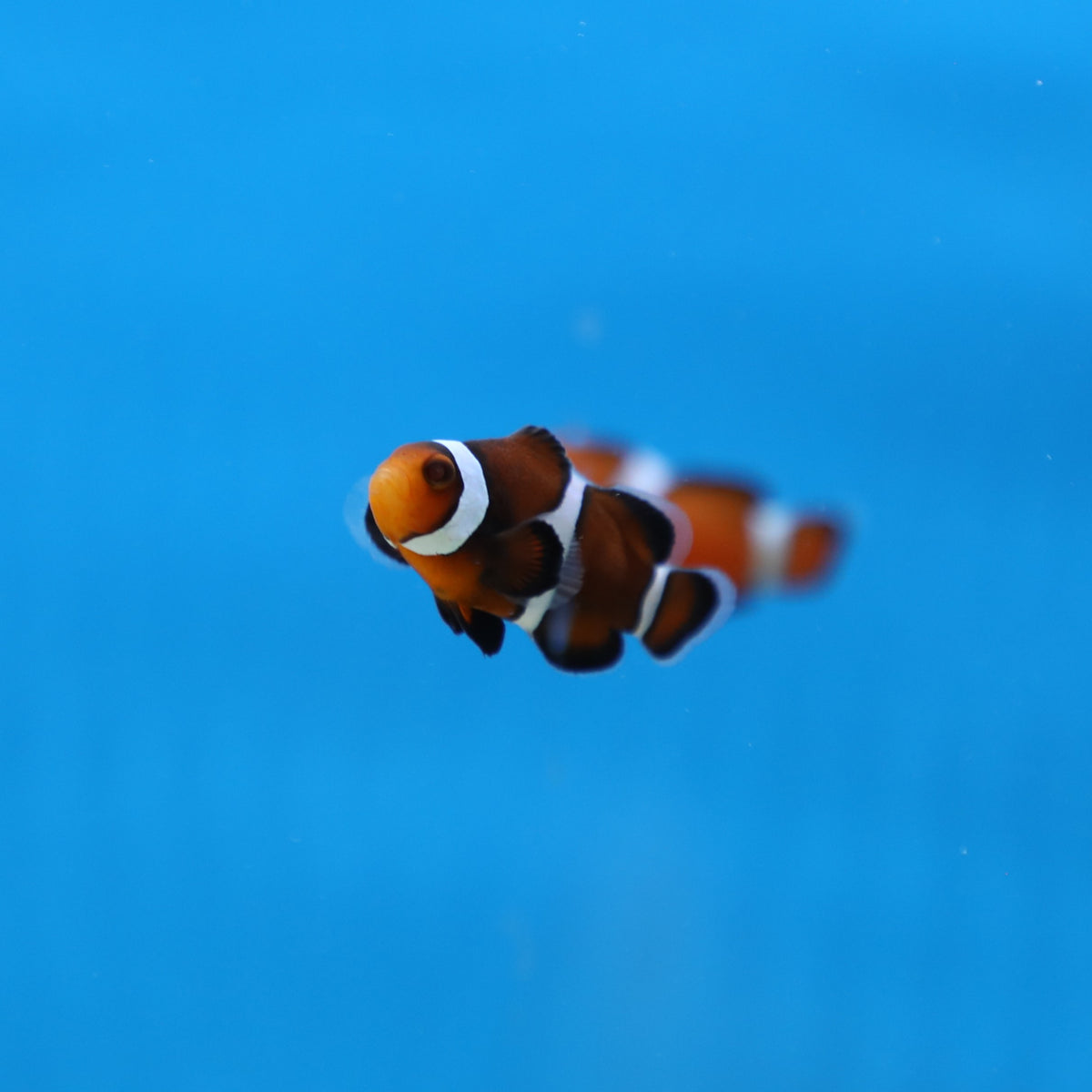 Mocha Clownfish Aquacultured – Pet Paradise - Harvard