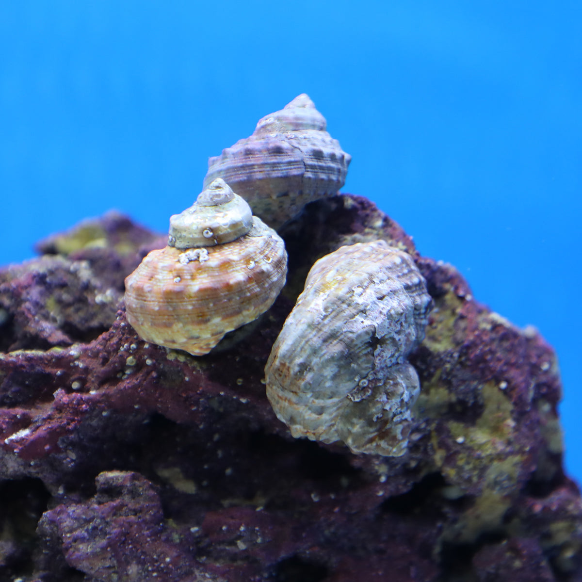 Mexican Turbo Snail – Pet Paradise - Harvard