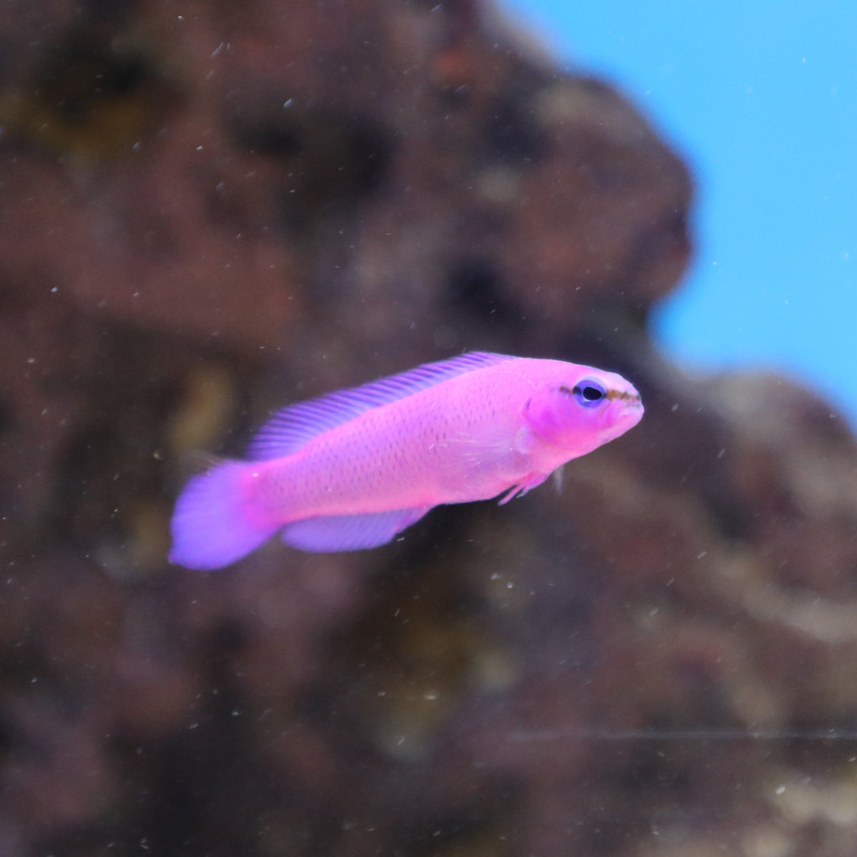 Orchid Dottyback Aquacultured – Pet Paradise - Harvard