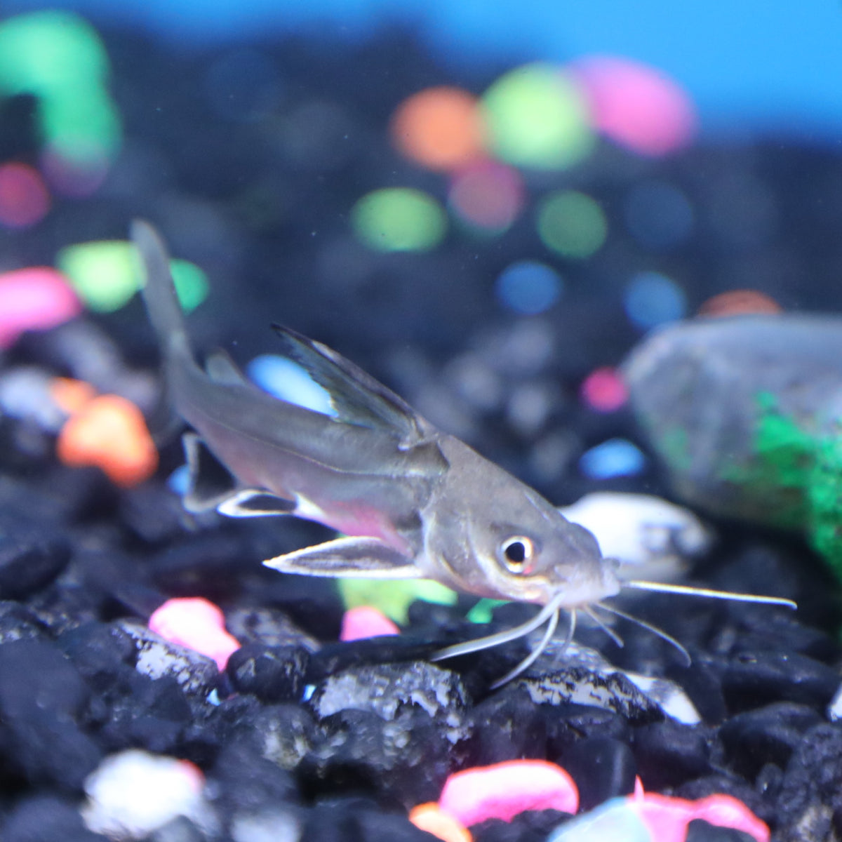 Silver Shark Catfish – Pet Paradise - Harvard