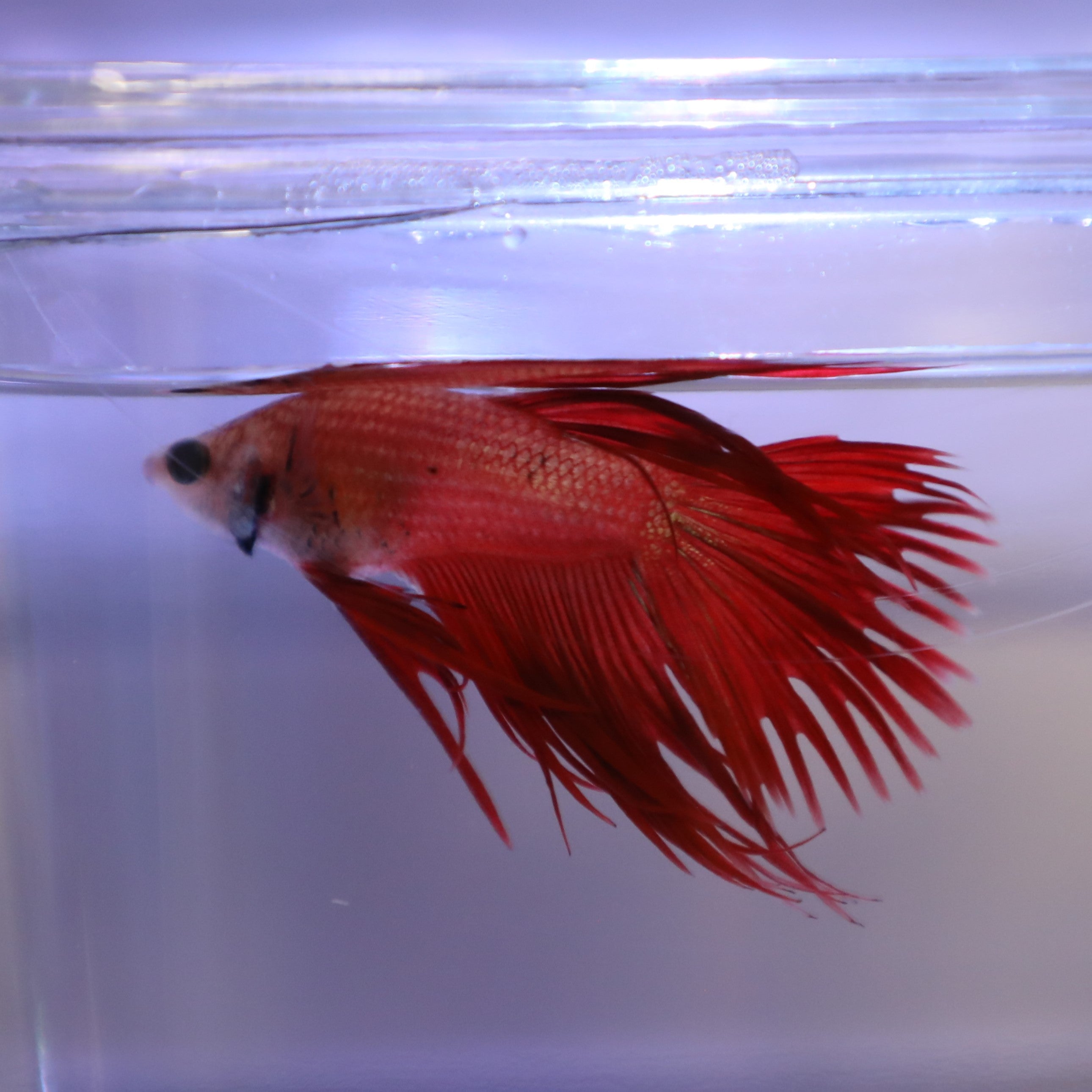 Crowntail Betta Male – Pet Paradise - Harvard