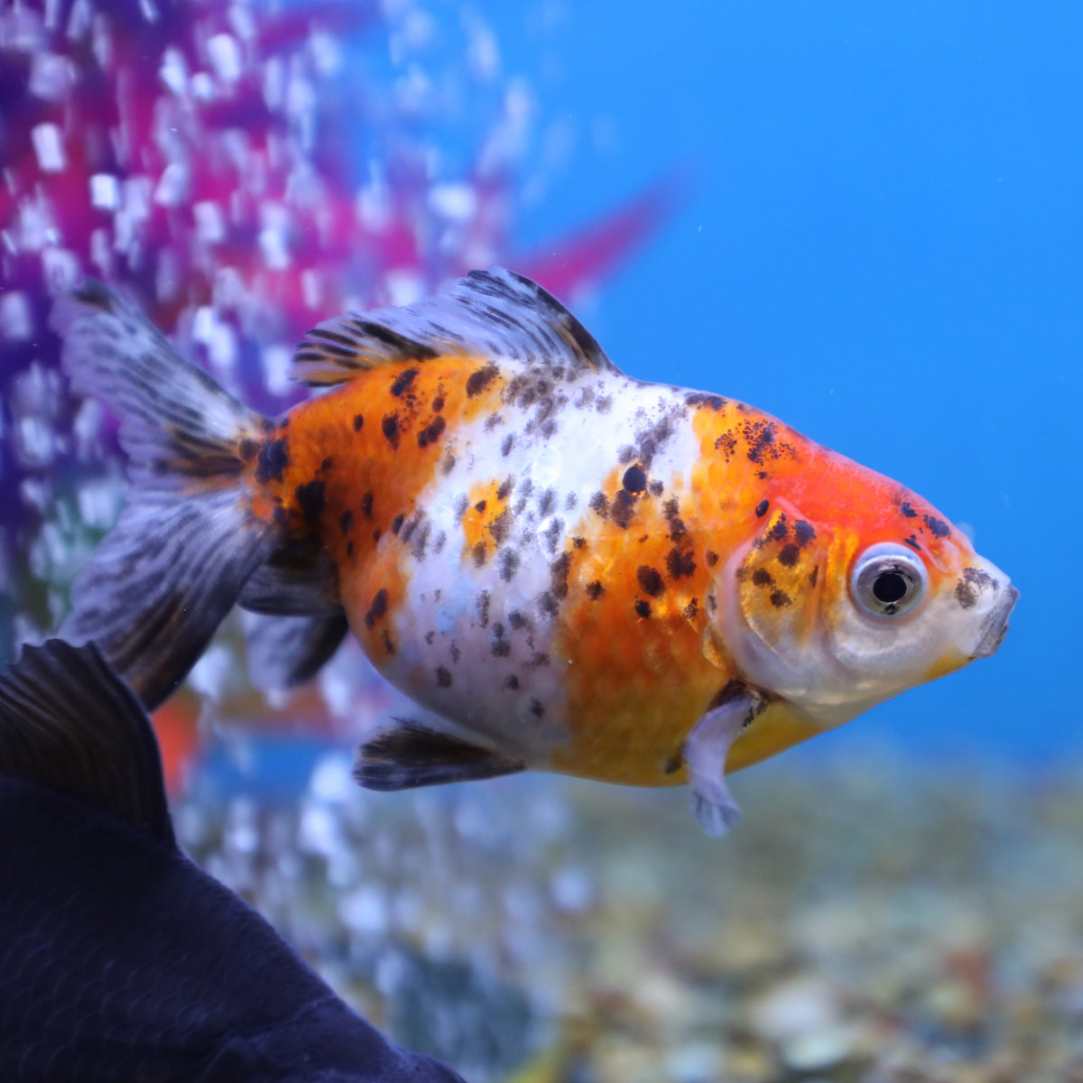 Calico Fantail – Pet Paradise - Harvard