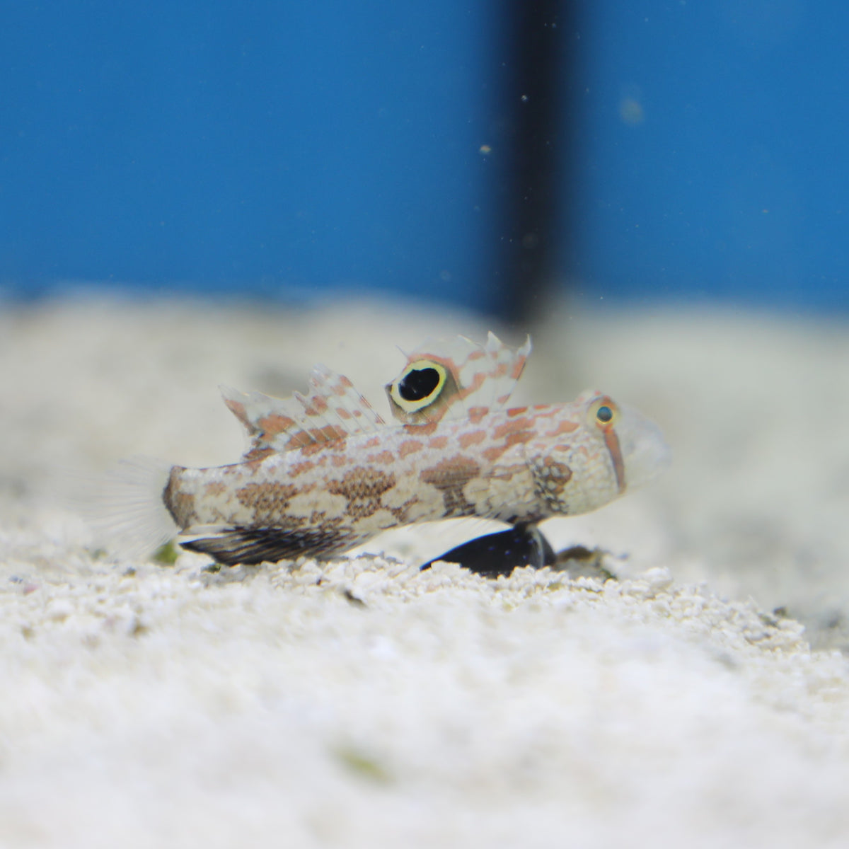 Two Spot Goby – Pet Paradise - Harvard
