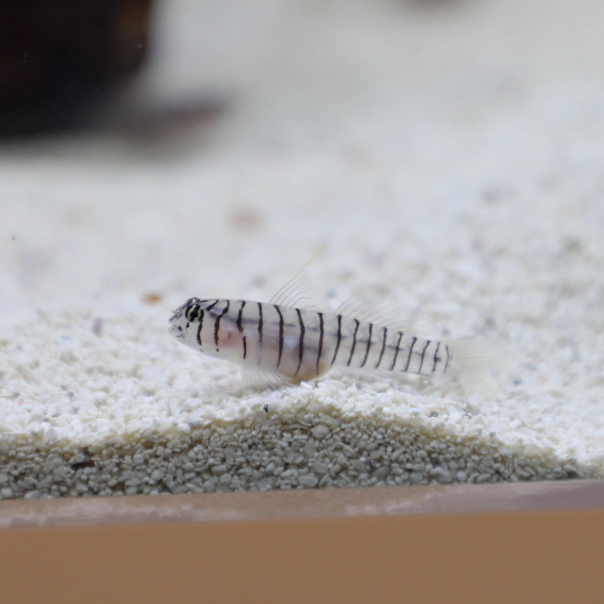 Tiger Goby Aquacultered – Pet Paradise - Harvard