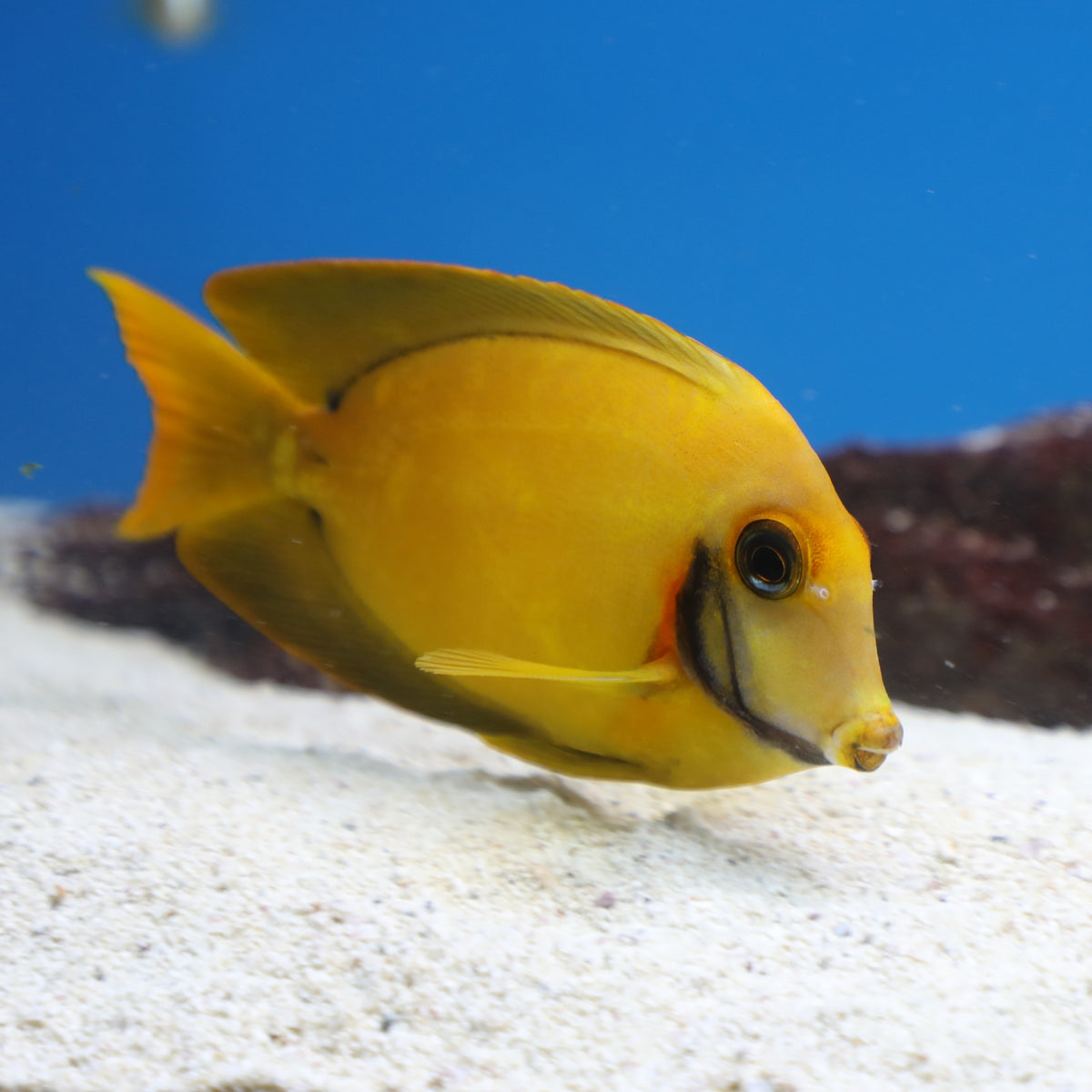 Chocolate Tang – Pet Paradise - Harvard