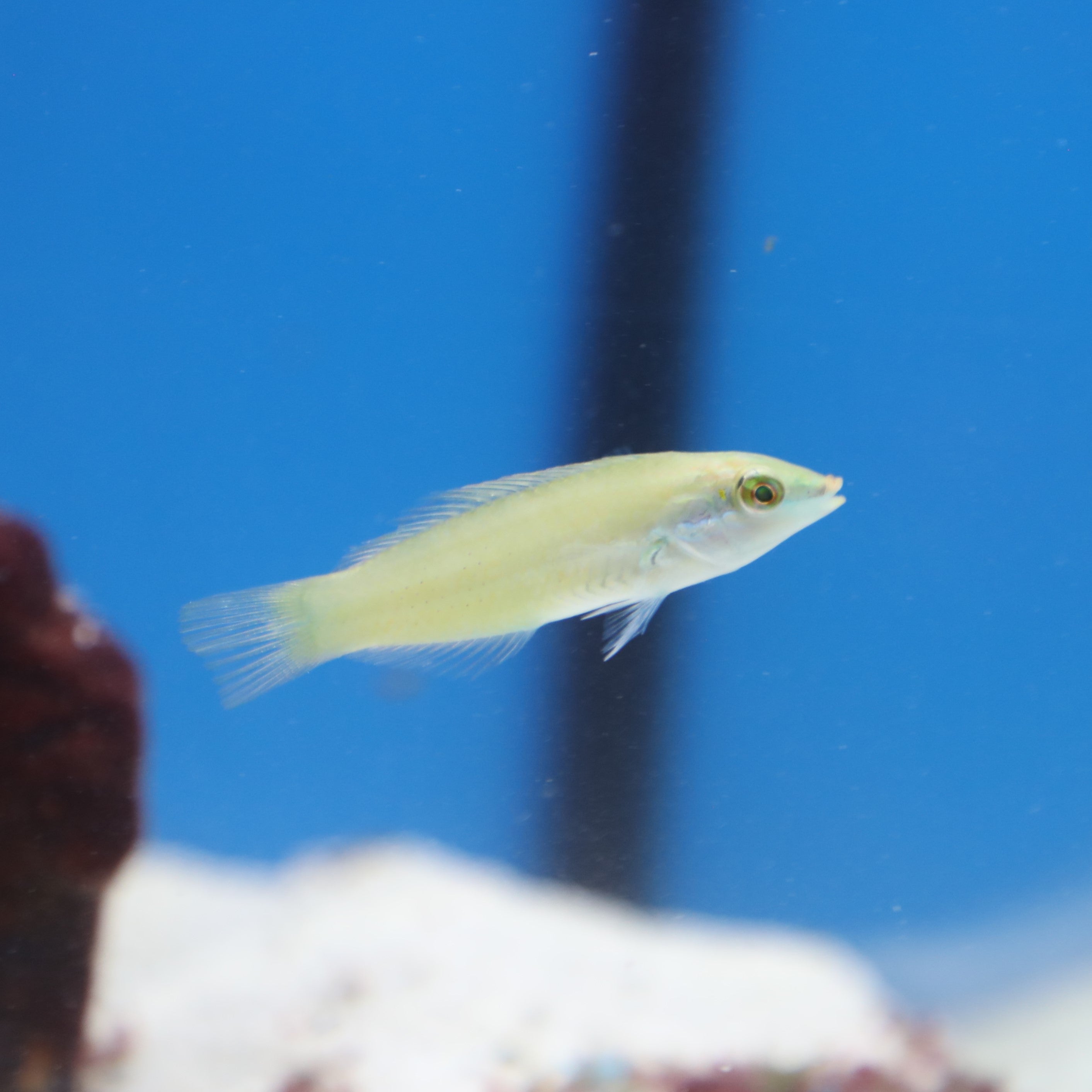 Green Coris Wrasse – Pet Paradise - Harvard