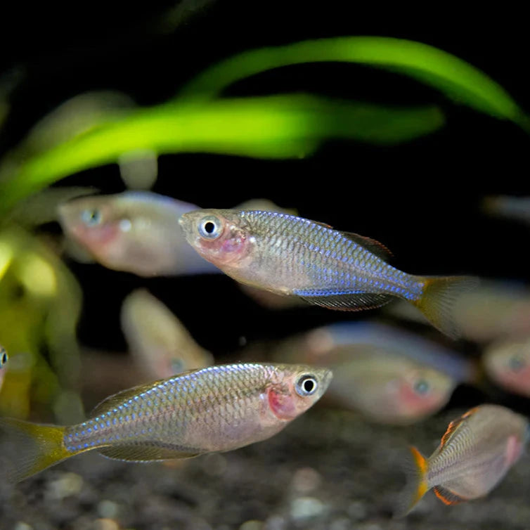 Neon Dwarf Rainbow – Pet Paradise - Harvard