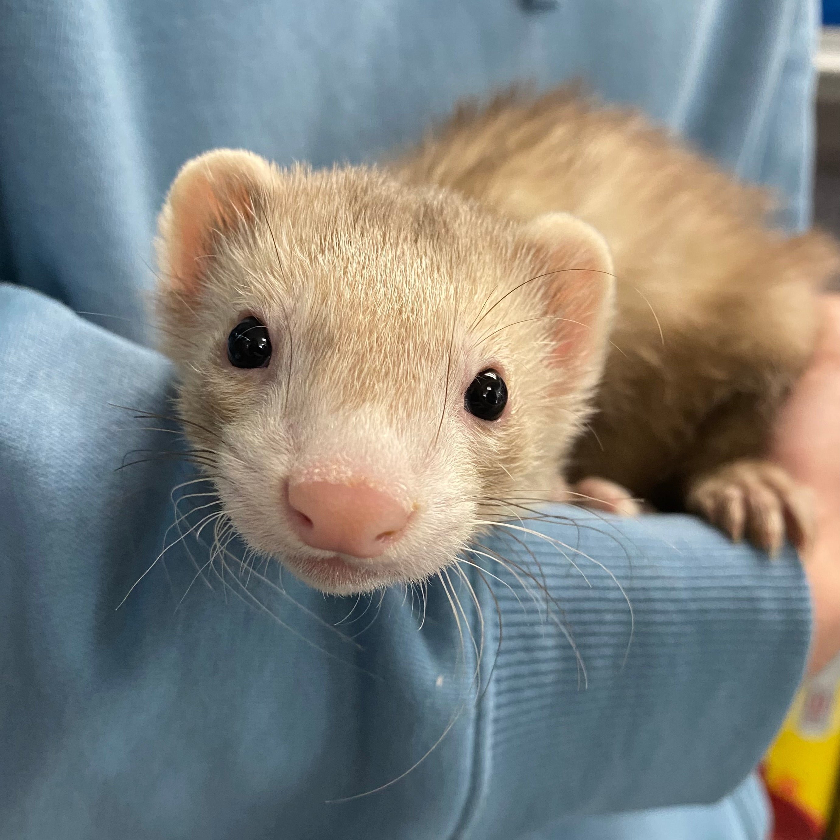 Marshall Ferret – Pet Paradise - Harvard