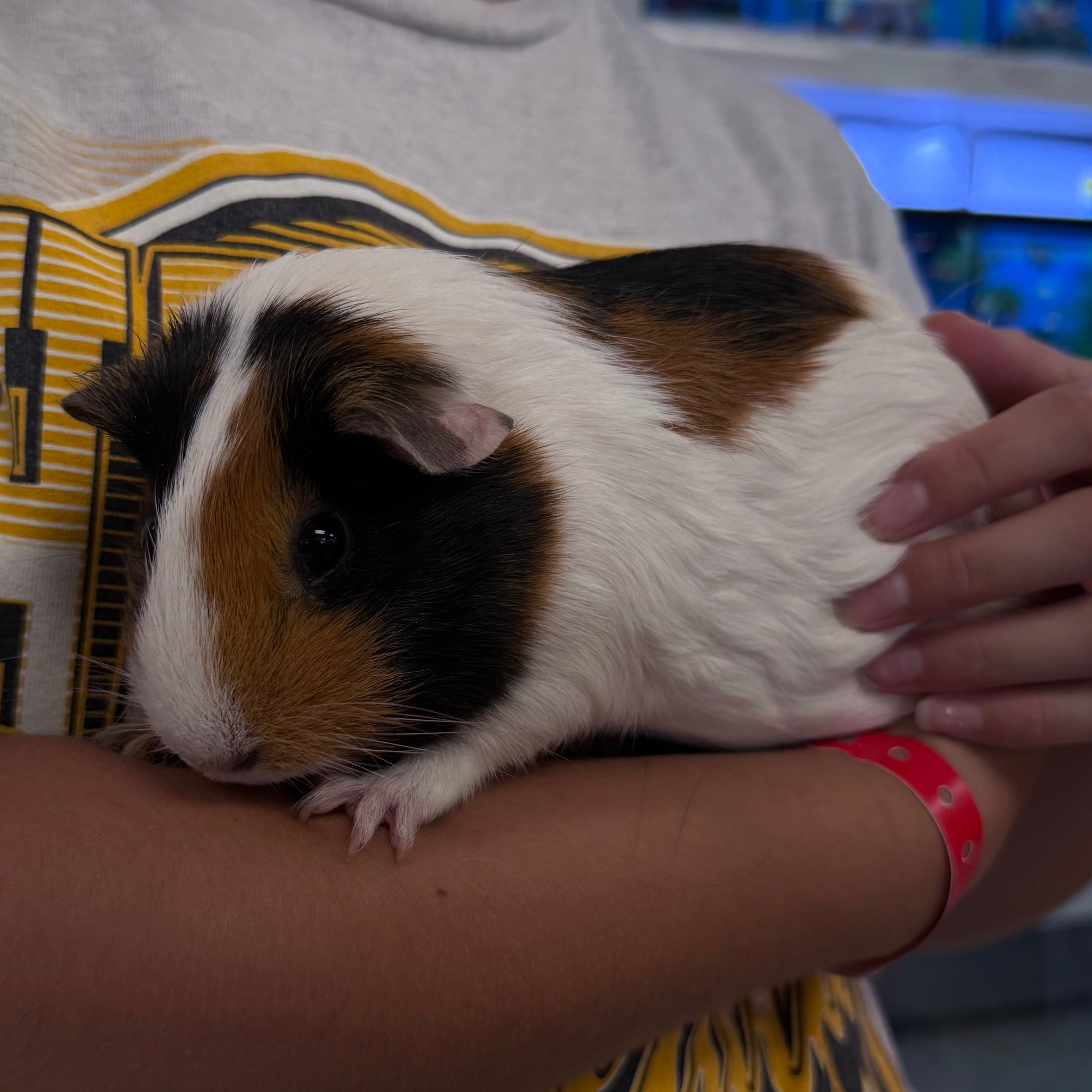 Assorted Guinea Pig – Pet Paradise - Harvard