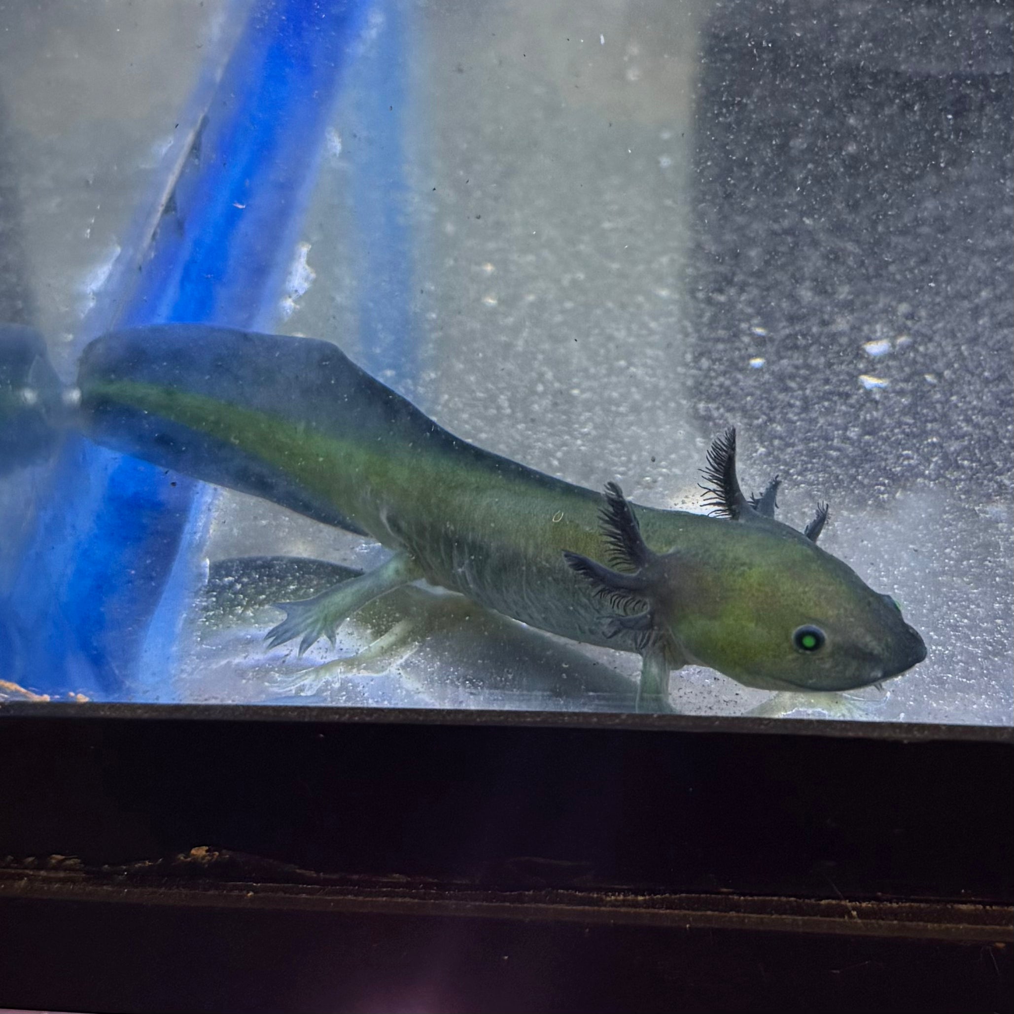 Axolotl Assorted – Pet Paradise - Harvard