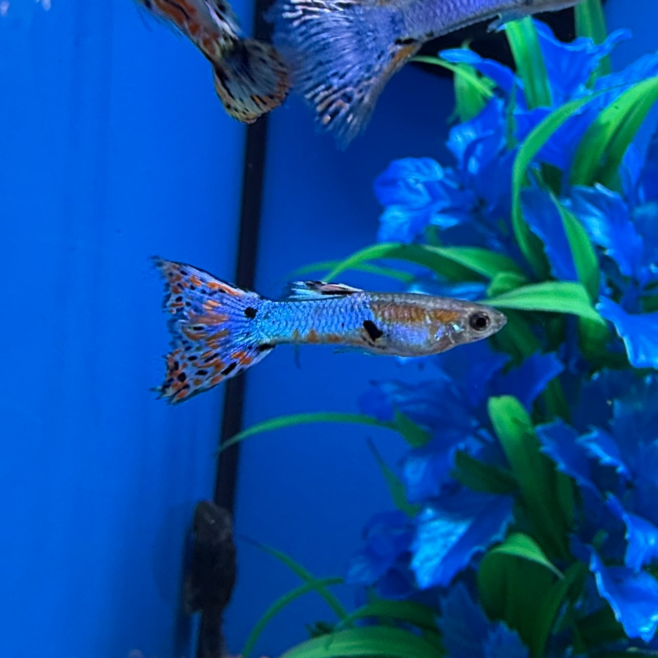 Multicolor Guppy – Pet Paradise - Harvard