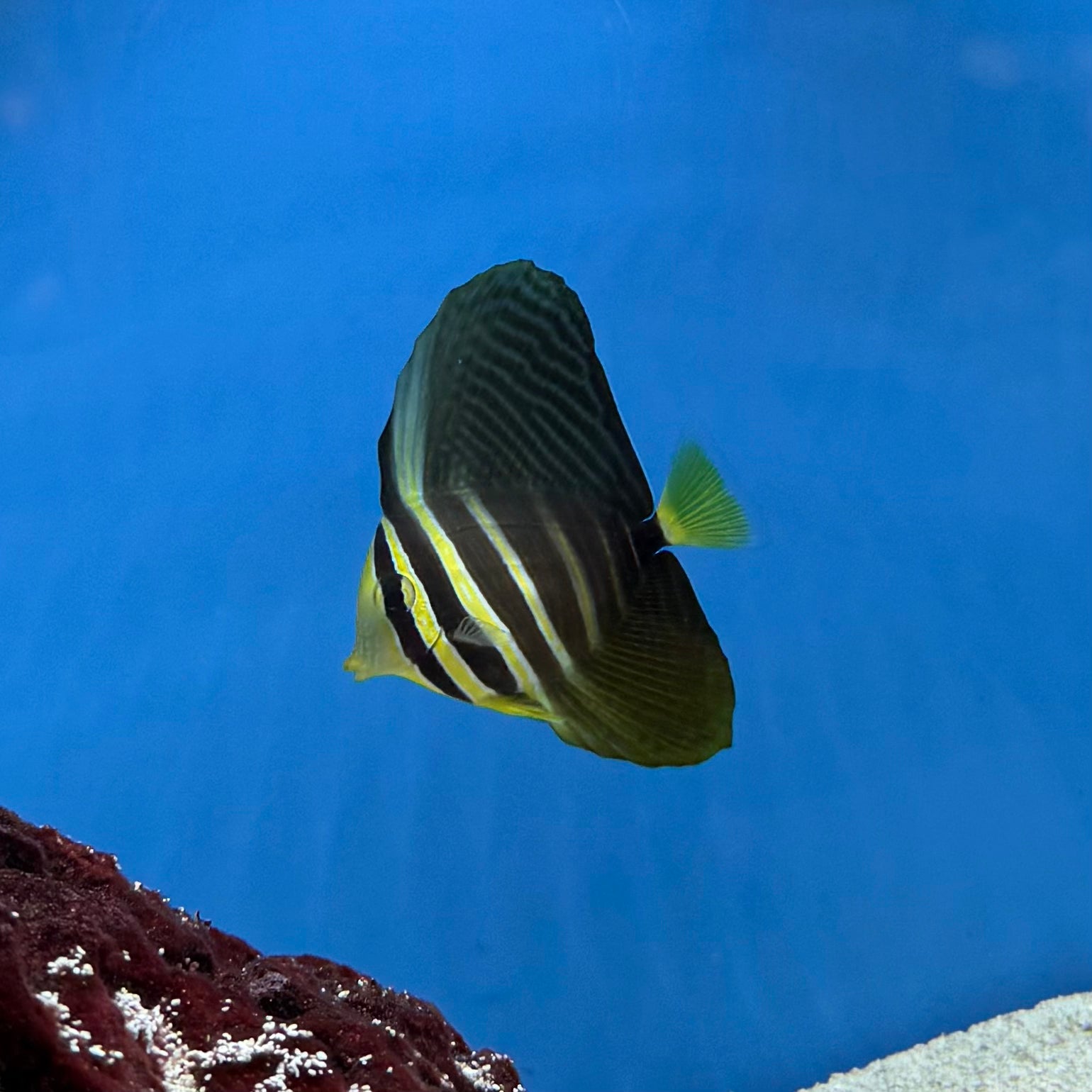 Sailfin Tang – Pet Paradise - Harvard