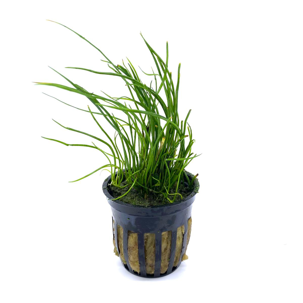 Potted Micro Sword Narrow Leaf – Pet Paradise - Harvard