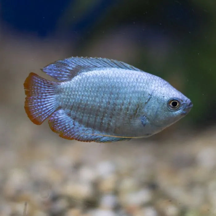 Powder Blue Dwarf Gourami – Pet Paradise - Harvard