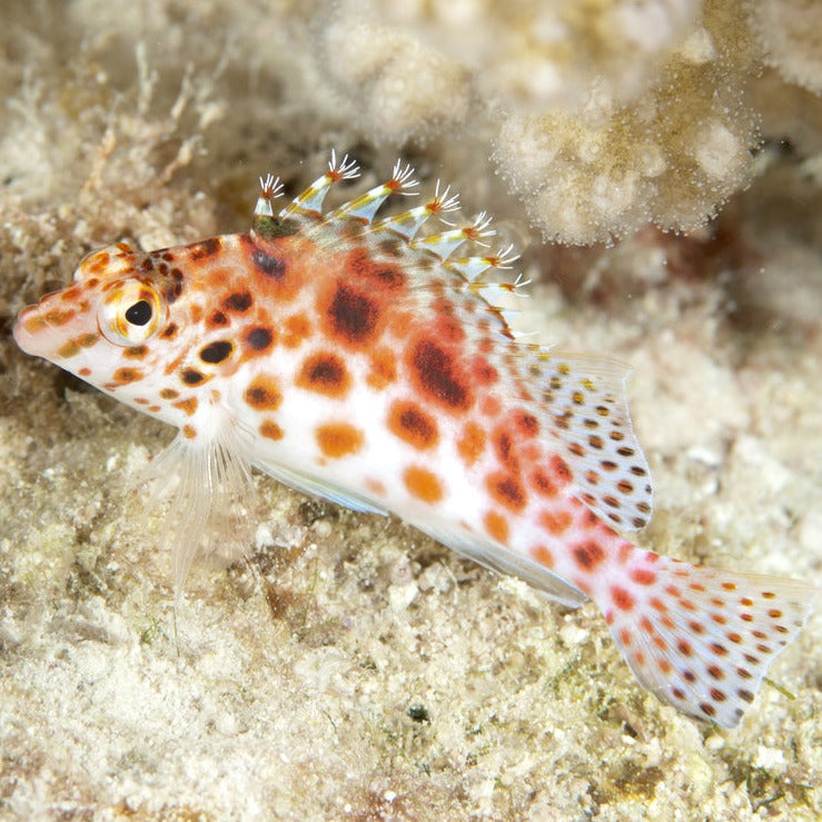 Pixy/Spotted Hawkfish – Pet Paradise - Harvard