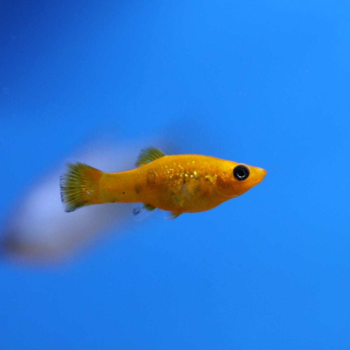 24 Karat Gold Molly – Pet Paradise - Harvard