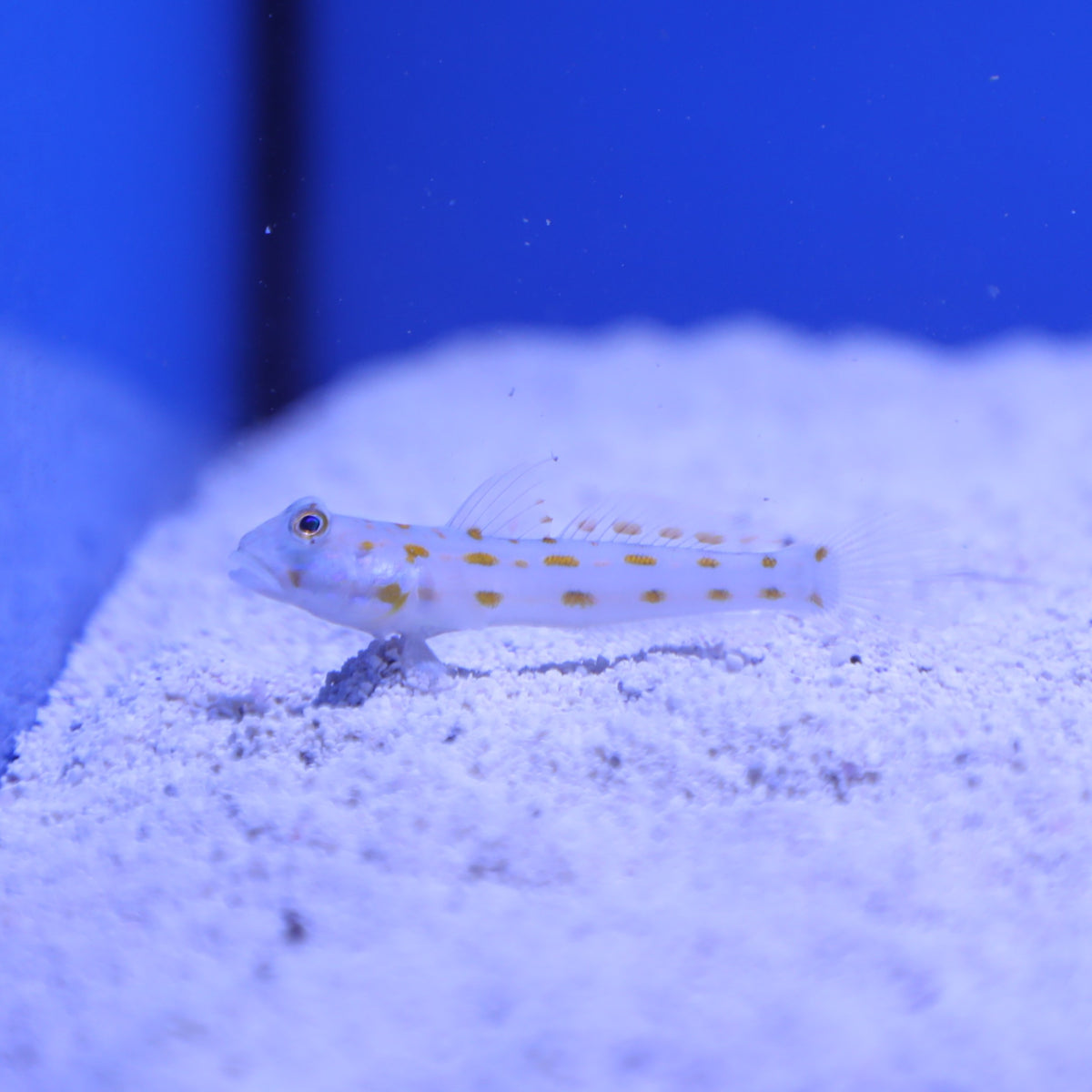 Diamond Goby – Pet Paradise - Harvard