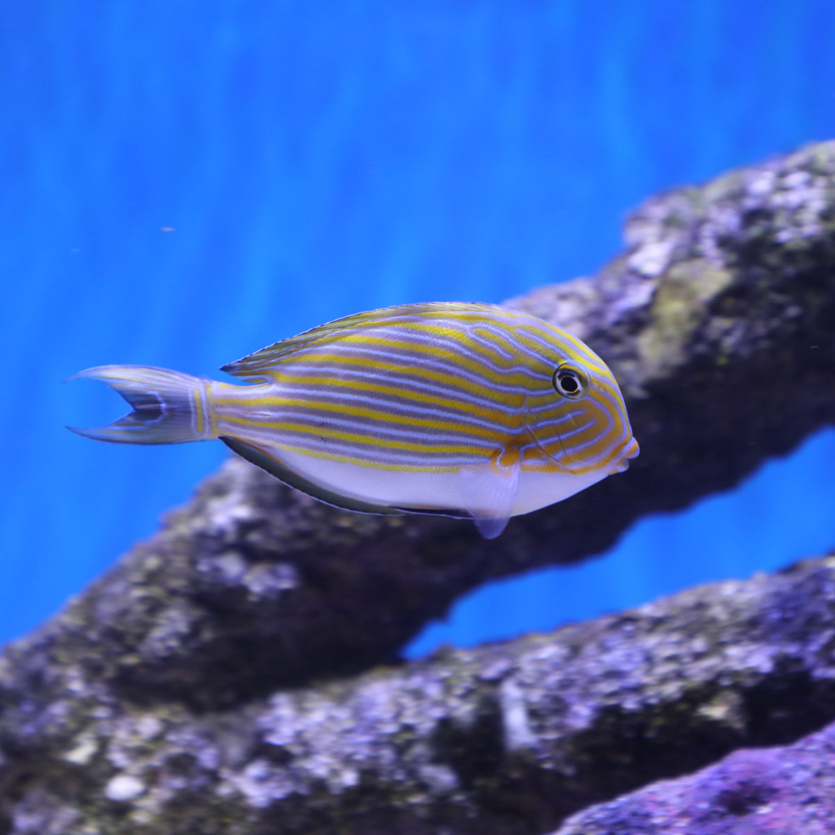 Clown Tang – Pet Paradise - Harvard