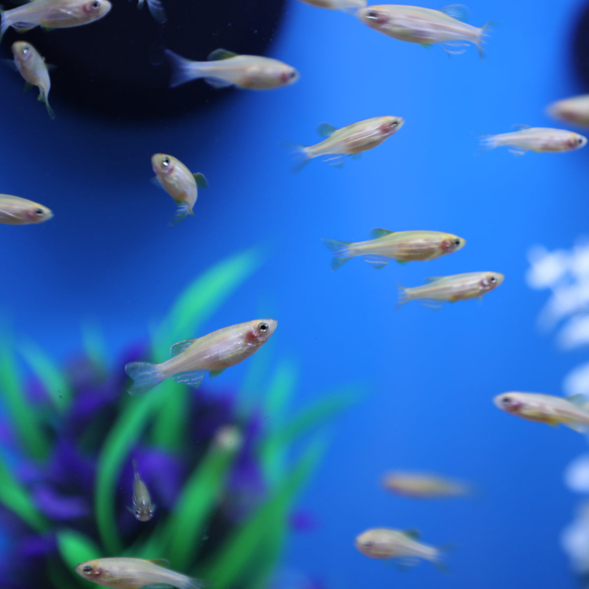 Gold Zebra Danio – Pet Paradise - Harvard