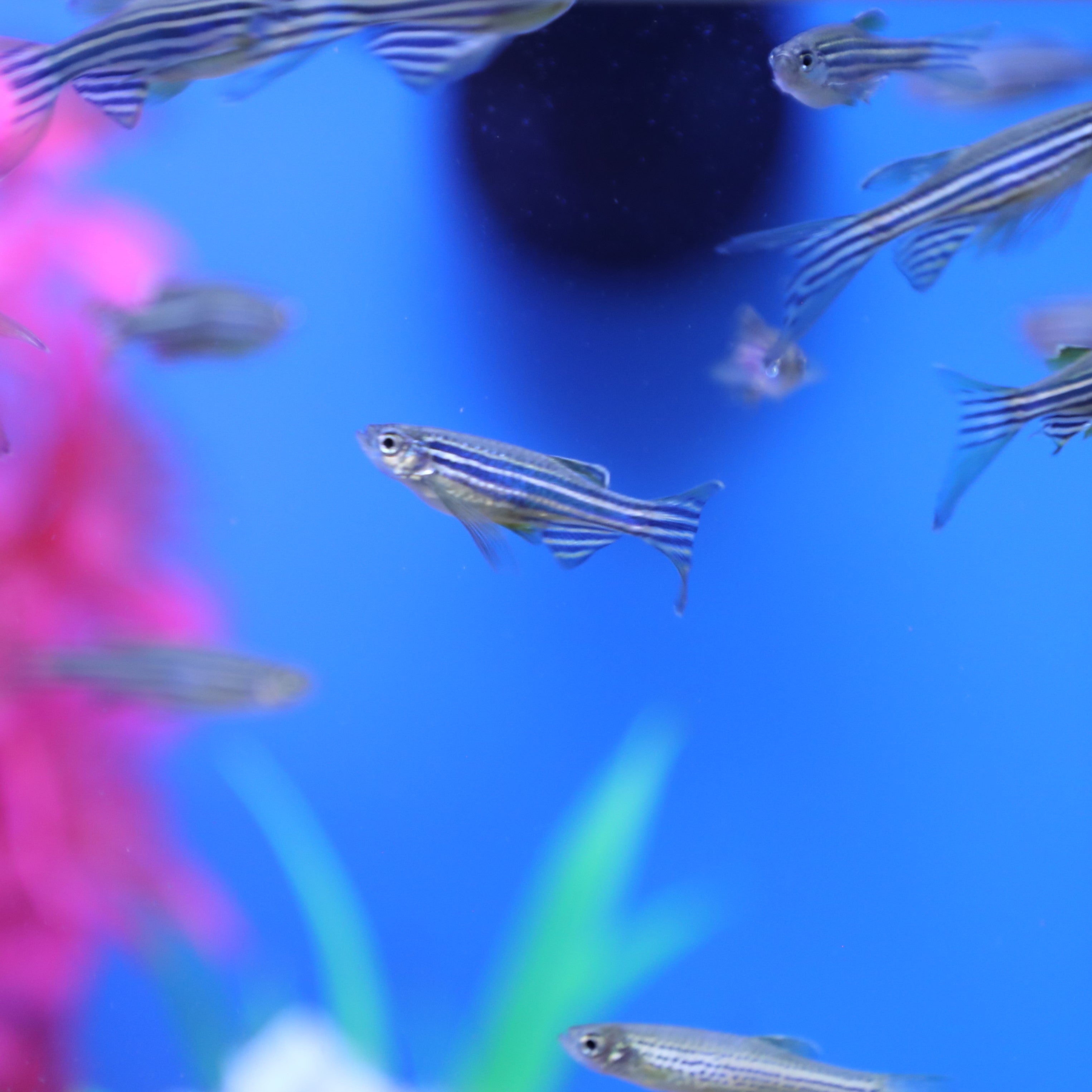 Longfin Zebra Danio – Pet Paradise - Harvard