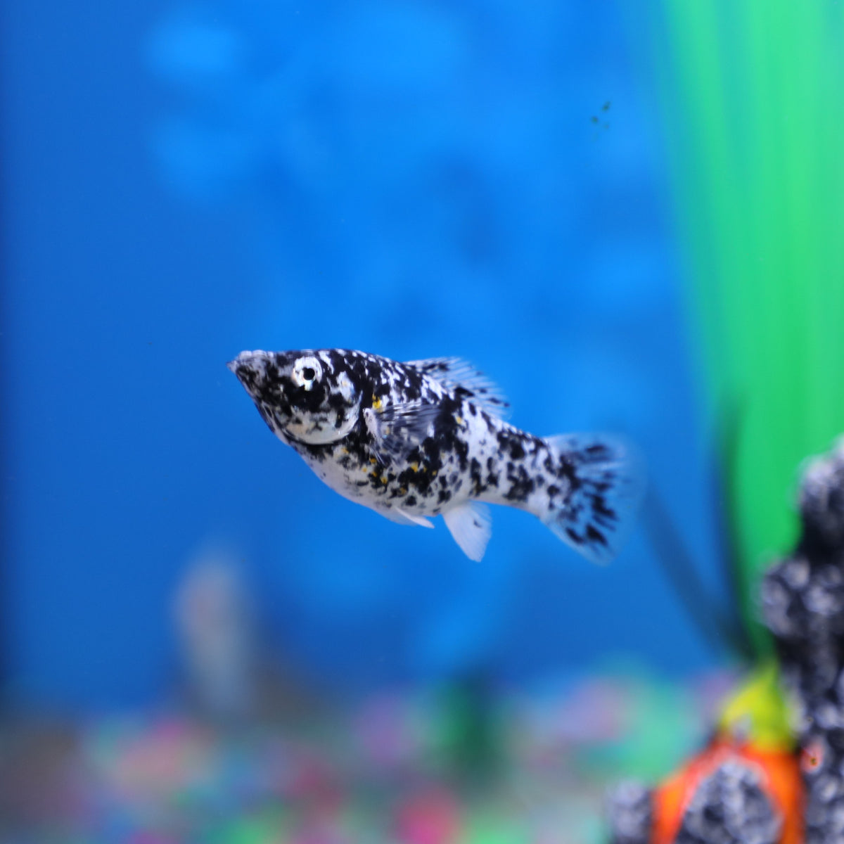 Dalmation Molly – Pet Paradise - Harvard