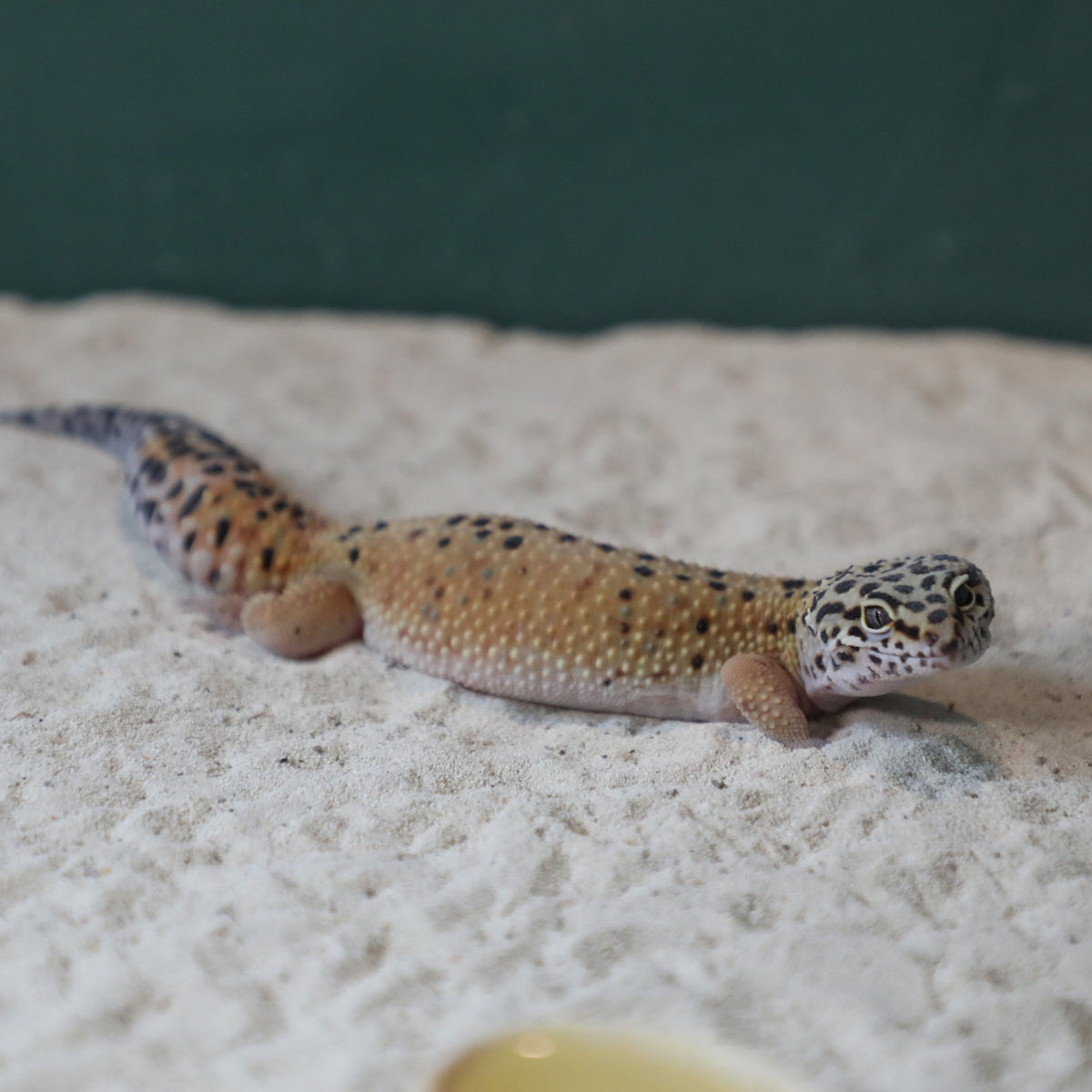 Leopard Gecko, Assorted – Pet Paradise - Harvard