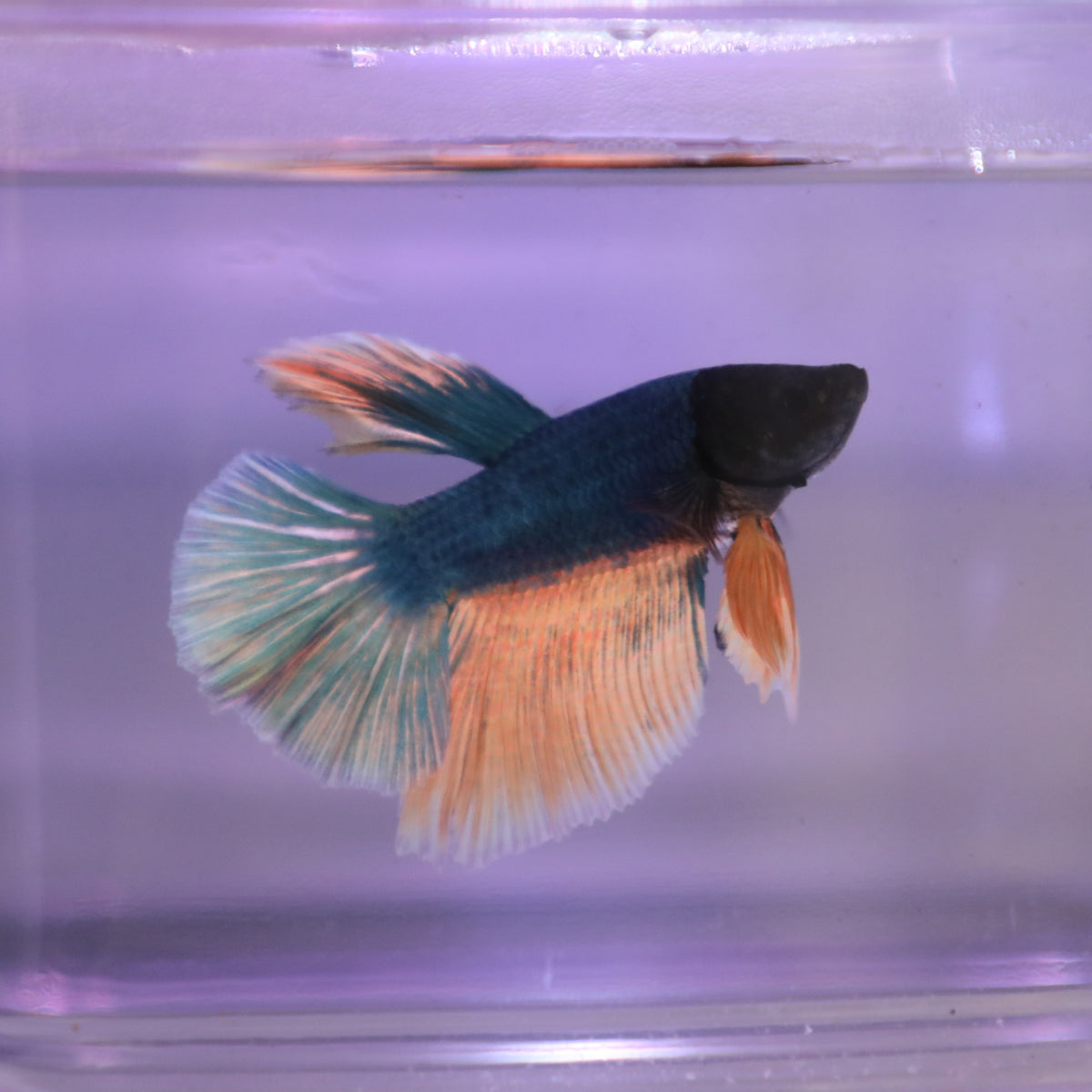 Halfmoon Male Betta – Pet Paradise - Harvard