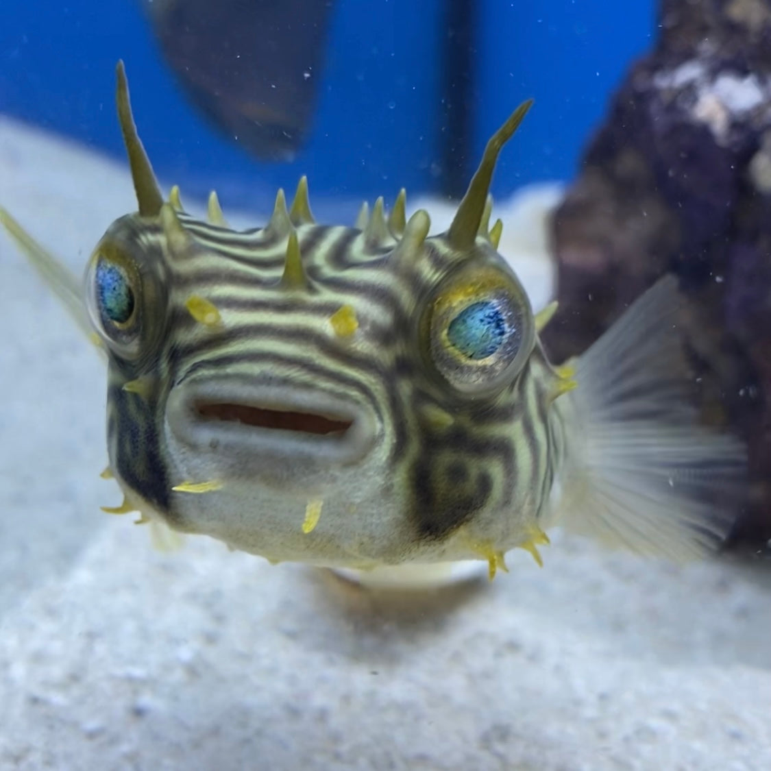 Spiny Box Puffer – Pet Paradise - Harvard