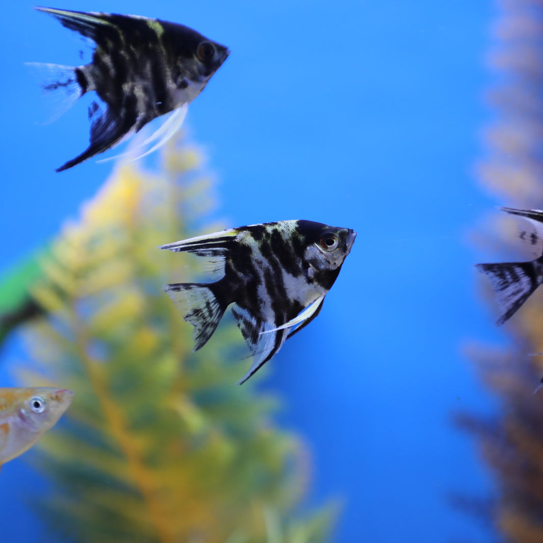 All Freshwater Fish – Pet Paradise - Harvard