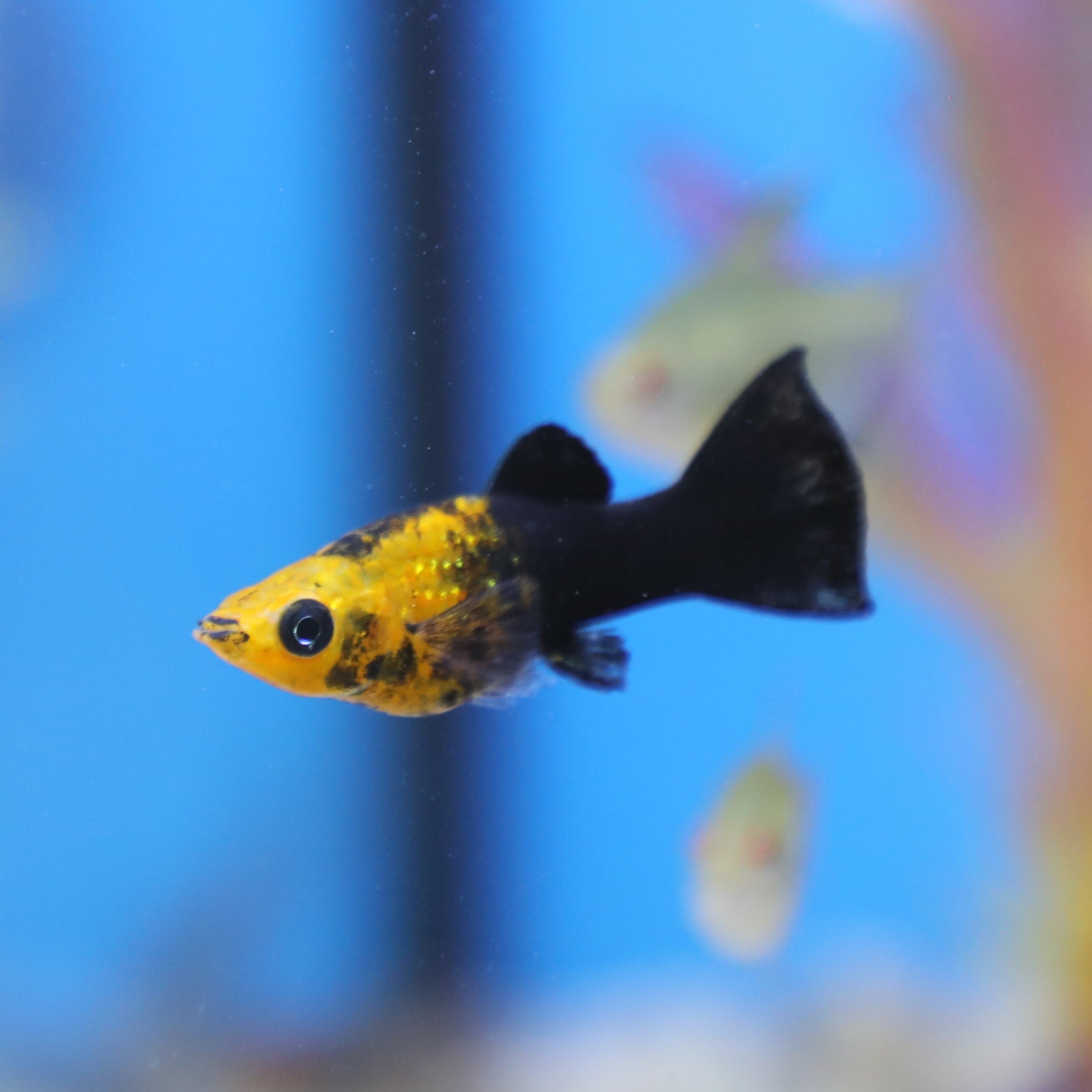 Gold Dust Molly – Pet Paradise - Harvard