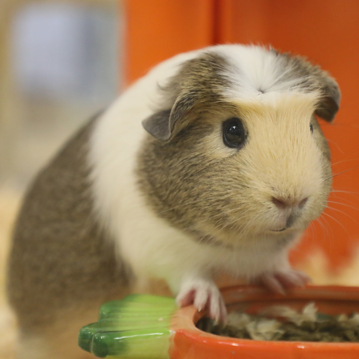 Assorted Guinea Pig – Pet Paradise - Harvard
