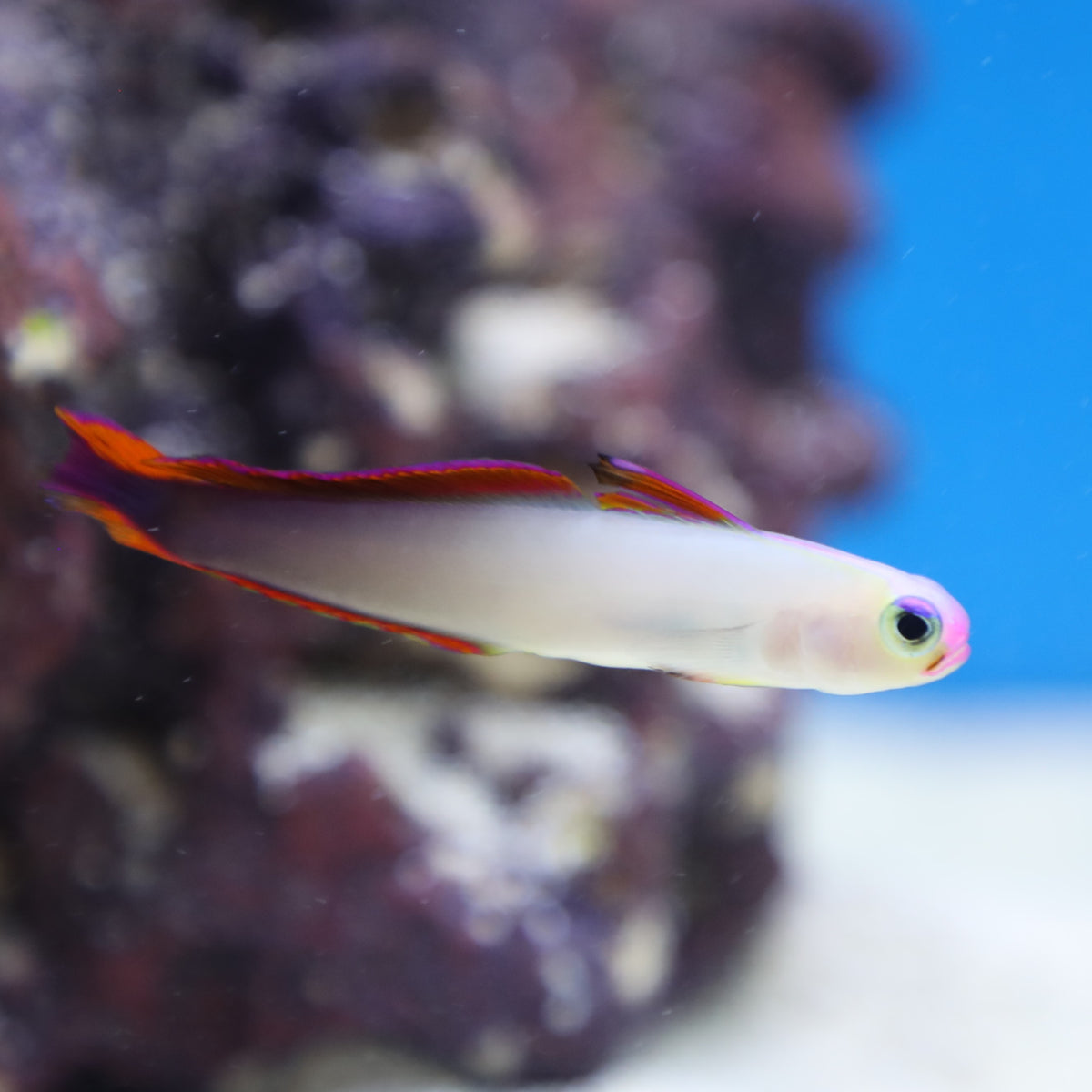 Purple Firefish Goby – Pet Paradise - Harvard